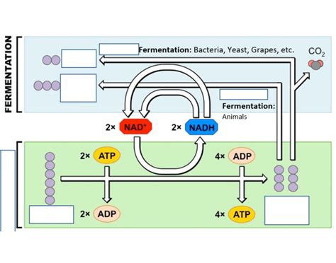 Fermentation Labeling Quiz