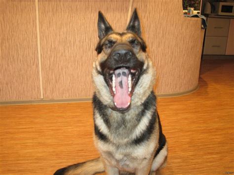 Зевает Пикабу