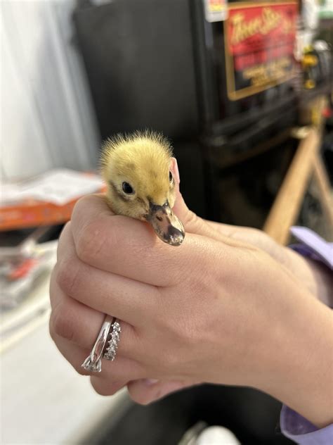 My First Duckling Is A Chocolate Ancona Rduck