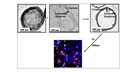 Self Assemblies Of Nanocrystals In Tumor Cells Controlling The