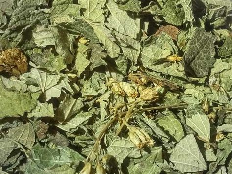 Buy Dream Herb Calea Zacatechichi Canada Usa Wholesale Calea