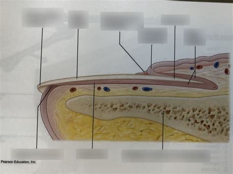 Fingernail Structure Diagram Quizlet