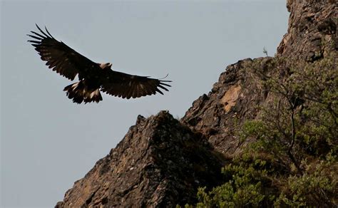 Monitoring Migratory Golden Eagles Us National Park Service
