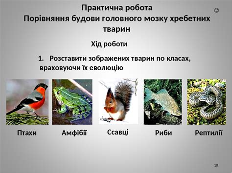 Тварини Нервова система 7 клас Презентація