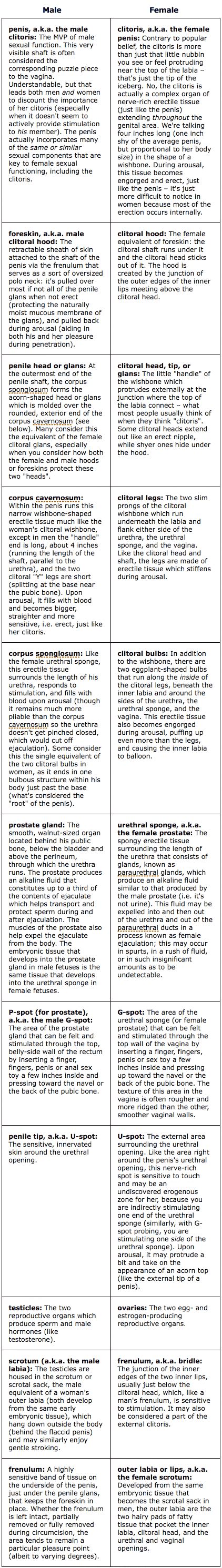 Rethinking Male And Female Sexual Anatomy Em Lo