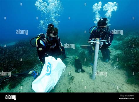 Blue Carbon Sampling On Neptune Grass Posidonia Oceanica Meadows