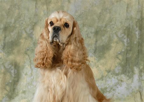 Chiots Cocker Spaniel Marron Clair