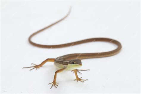 Premium Photo Asian Grass Lizard Or Long Tailed Grass Lizard Isolated