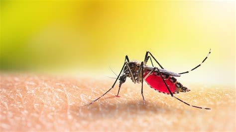 Mosquito Magnets Why Are Some People So Irresistible To Those Itch
