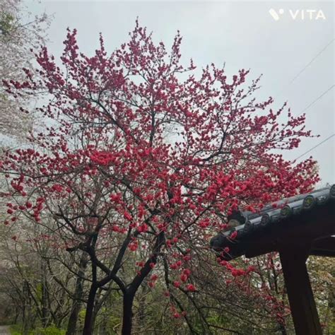 벚꽃과 개복숭아꽃이 환상적인 진해 드림로드 길 벚꽃 개복숭아꽃 진해드림로드 군항제 아침산책 창원 힐링 YouTube