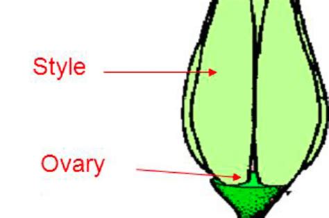 Can Trees Have Genders At Thelma Guerrero Blog