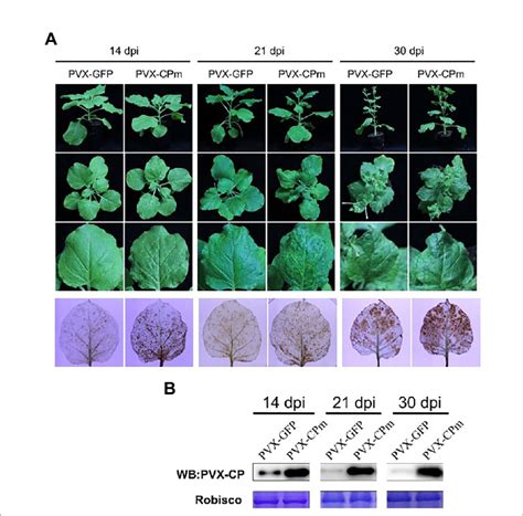 Symptoms And H 2 O 2 Accumulation Exhibited In Plants Inoculated With Download Scientific