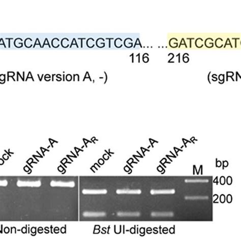 Design And Evaluation Of SgRNAs For Targeting Of Avr4 6 A Two SgRNA