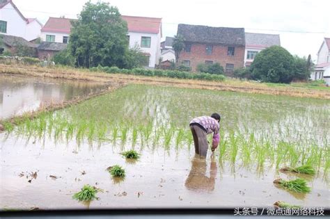 收割季節各家各戶雞鴨小心 每日頭條