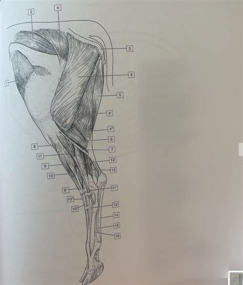 Diagram Of Cow Muscles Quizlet