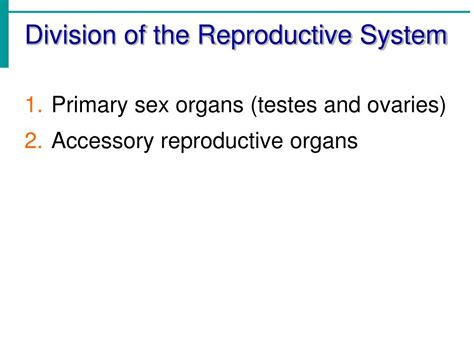 PPT Chapter 16 Part 1 The Reproductive System PowerPoint Presentation ID 6077800