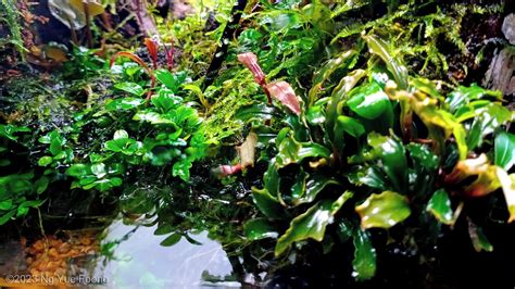 AGA 2023 Aquascaping Contest 671