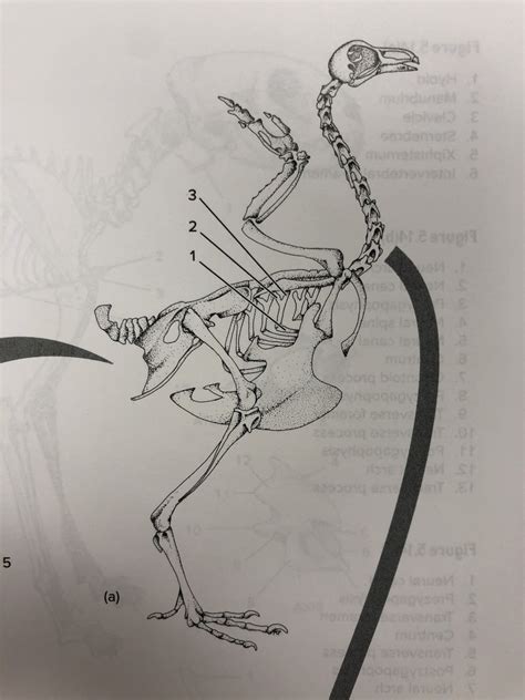 Bird Skeleton Diagram Quizlet