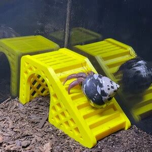 Hermit Crab Climbing Hideout Stand Hermit Crab Hide Hermit Crab