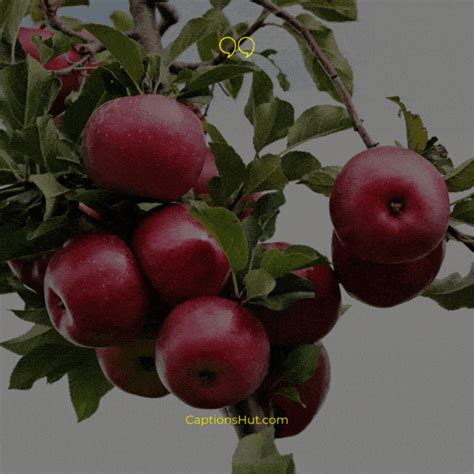 270 Apple Orchard Instagram Captions With Emojis Copy Paste