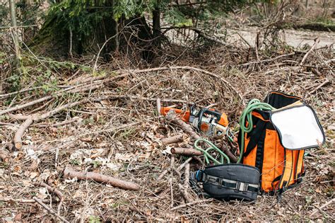 What Happens To Trees In Drought Wilson Tree Surgery