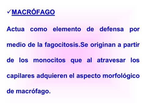 Tejidos Conjuntivo Y De SostÉn Origen EmbriolÓgico Mesodermo Mesenquima Y EctomesÉnquima