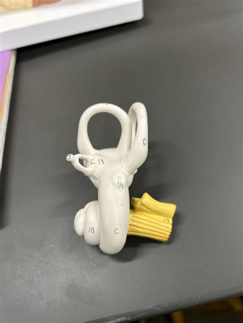 Anatomy Inner Ear Diagram Quizlet