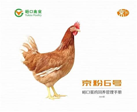 养殖手册 京粉6号蛋鸡2022版饲养管理手册更新 蛋鸡养殖饲养管理疾病防控 鸡病专业网论坛