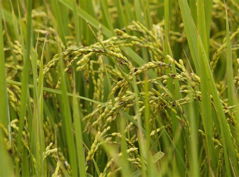 El Arroz Transgénico Chino Se Escapa De Los Centros De Investigación