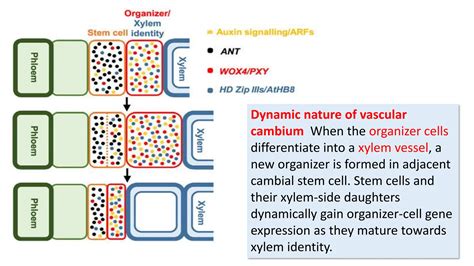 Pg Anatomy Node Nodal Anatomy Cambium Differentiation Pdf