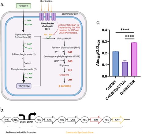 A Diagram Of The Proposed Model For Carotene Synthesis In Gr Host B