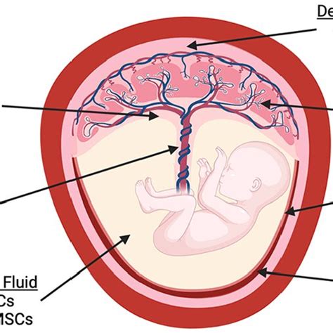 Schematic Representing The Sources Of Perinatal Mscs Amscs Amniotic
