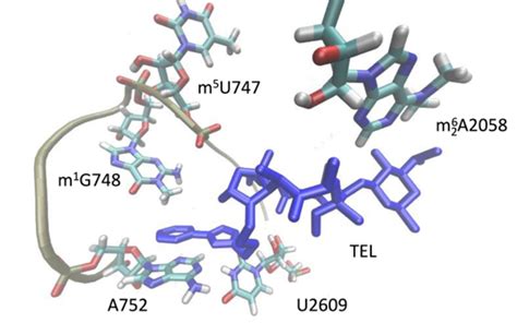 Structure Of Telithromycin Tel Binding To Domains Ii And V Of 23s
