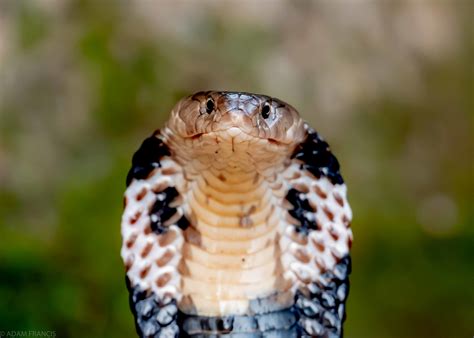 中華眼鏡蛇 飯鏟頭 HongKongSnakeID