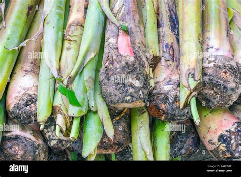 Banana Suckers Under The Ground Is A Big Rhizome Called The Corm