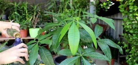 發財樹有3怕1喜做好這幾件事避免爛根黃葉長得茂盛 imomo植物識別