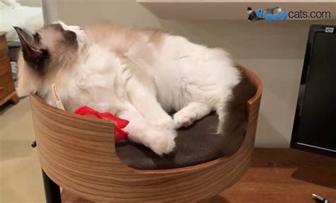 Desk Nest Cat Bed Floppycats™