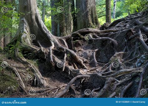 Tangle Of Exposed Tree Roots Royalty Free Stock Image Cartoondealer