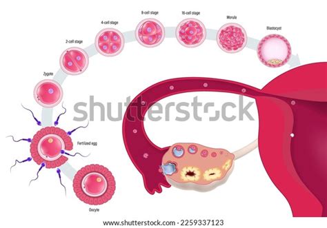 Diagram Early Human Embryonic Development Human Stock Vector Royalty