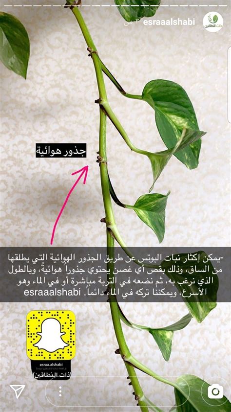 ปักพินโดย إيناس ใน نبات منزلي