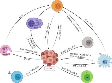 Overview Of Interactions Between Gastric Cancer Cells And Various Download Scientific Diagram
