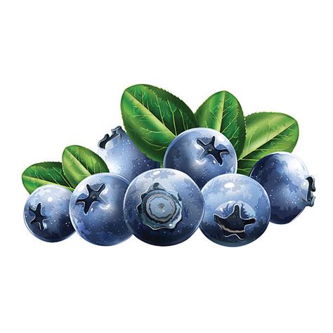 Blueberry Illustrations Royalty Free Vector Graphics And Clip Art Istock