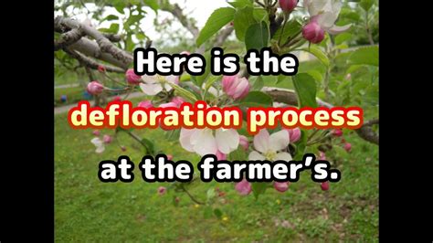 Defloration Process When The Apple Flowers Bloom Beginning Of The