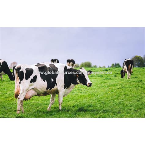 Bulk Buy Germany Wholesale Holstein Friesian Dairy Cows For Sale Bulk
