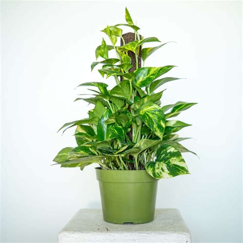 Pothos Care Guide Goodroots