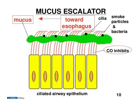 Mucociliary Elevator Medical Definition At Mary Ranney Blog