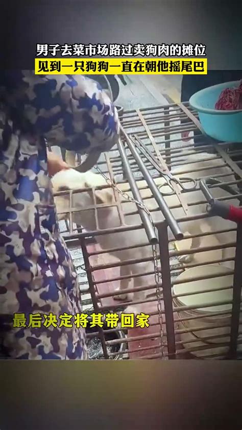 男子去菜市场路过卖狗肉的摊位，见到一只狗狗一直在朝他摇尾巴