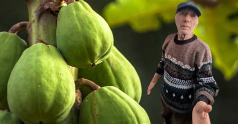 Cum Reușește Nea Nelu Să Crească Banane și Papaya în Plină Iarnă