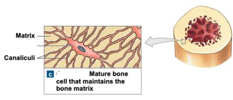 Chapter 6 Osseous Tissue And Bone Structure Flashcards Quizlet