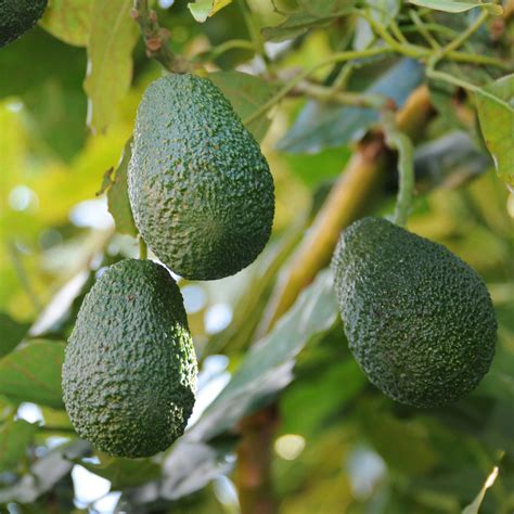 Lamb Hass Avocado Trees For Sale